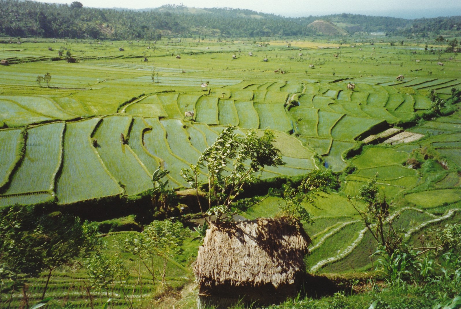 180 Bali 12 – Le Blog d'Olivier